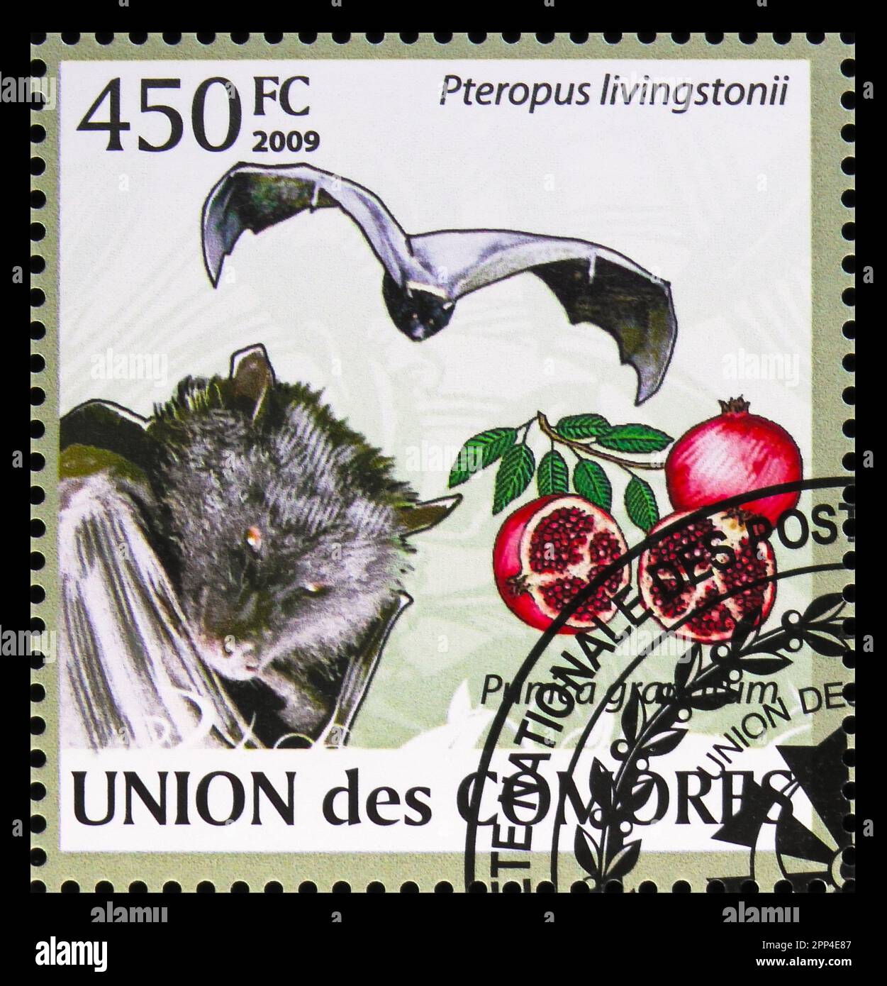 Livingstones fruit bat hi-res stock photography and images - Alamy