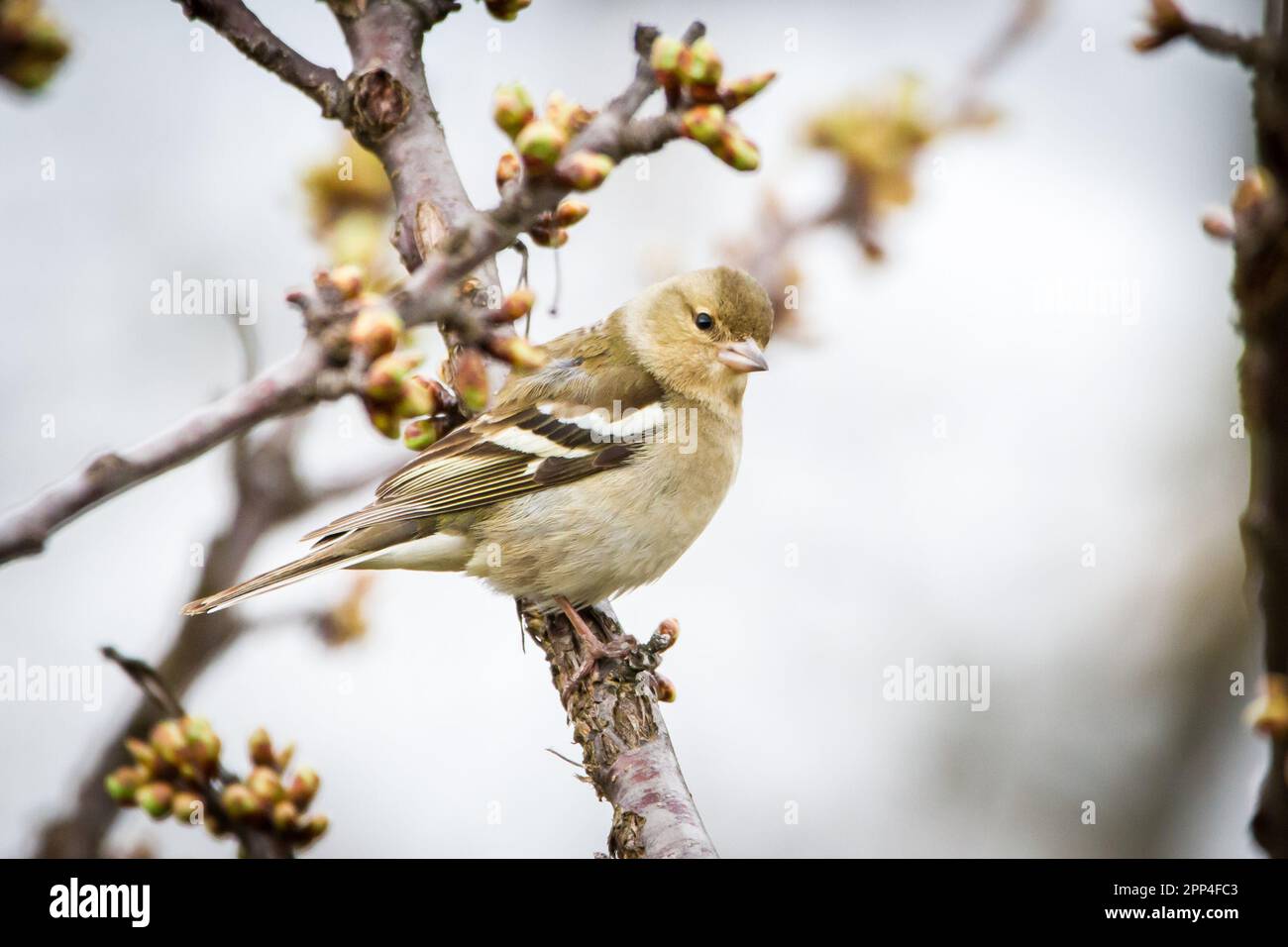 Common chaffinch female (Fringilla coelebs Stock Photo - Alamy