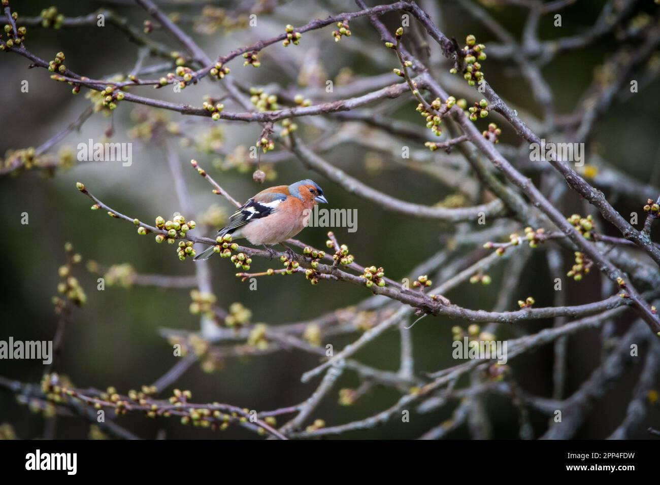 Chaffinch song hi-res stock photography and images - Alamy
