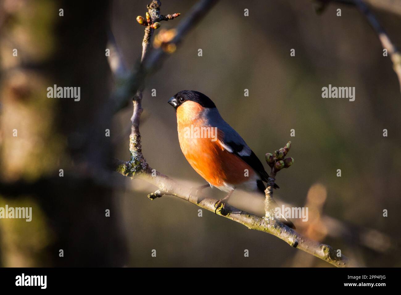 Bullfinch singing hi-res stock photography and images - Alamy