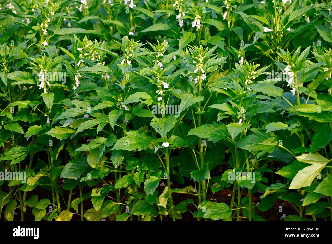 Sesame seed pod hi-res stock photography and images - Alamy