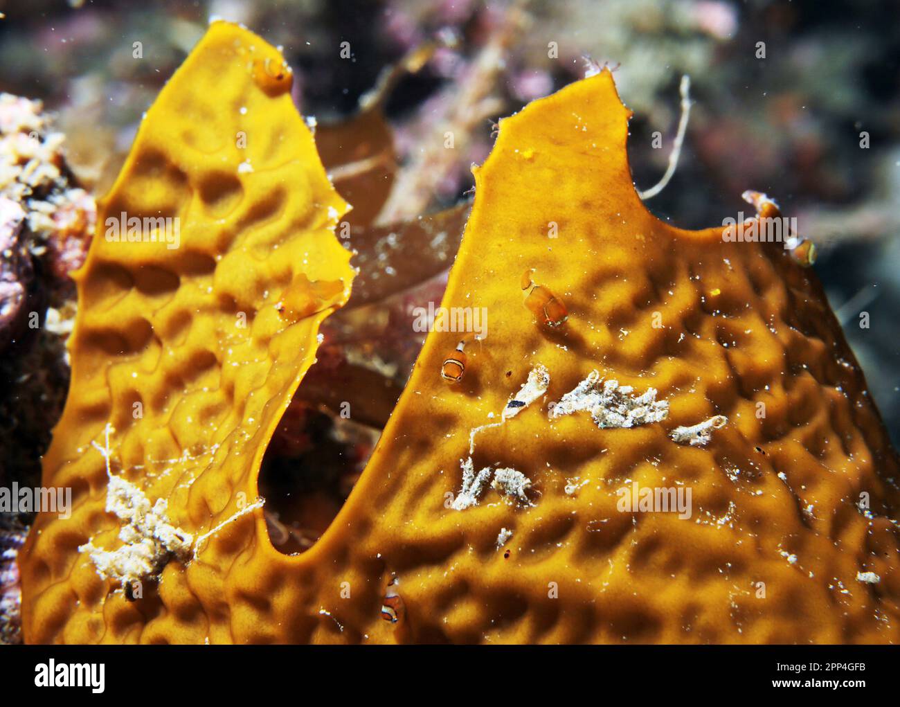 Baby lumpfish with white lines are pictured in Iwami Town, Tottori ...