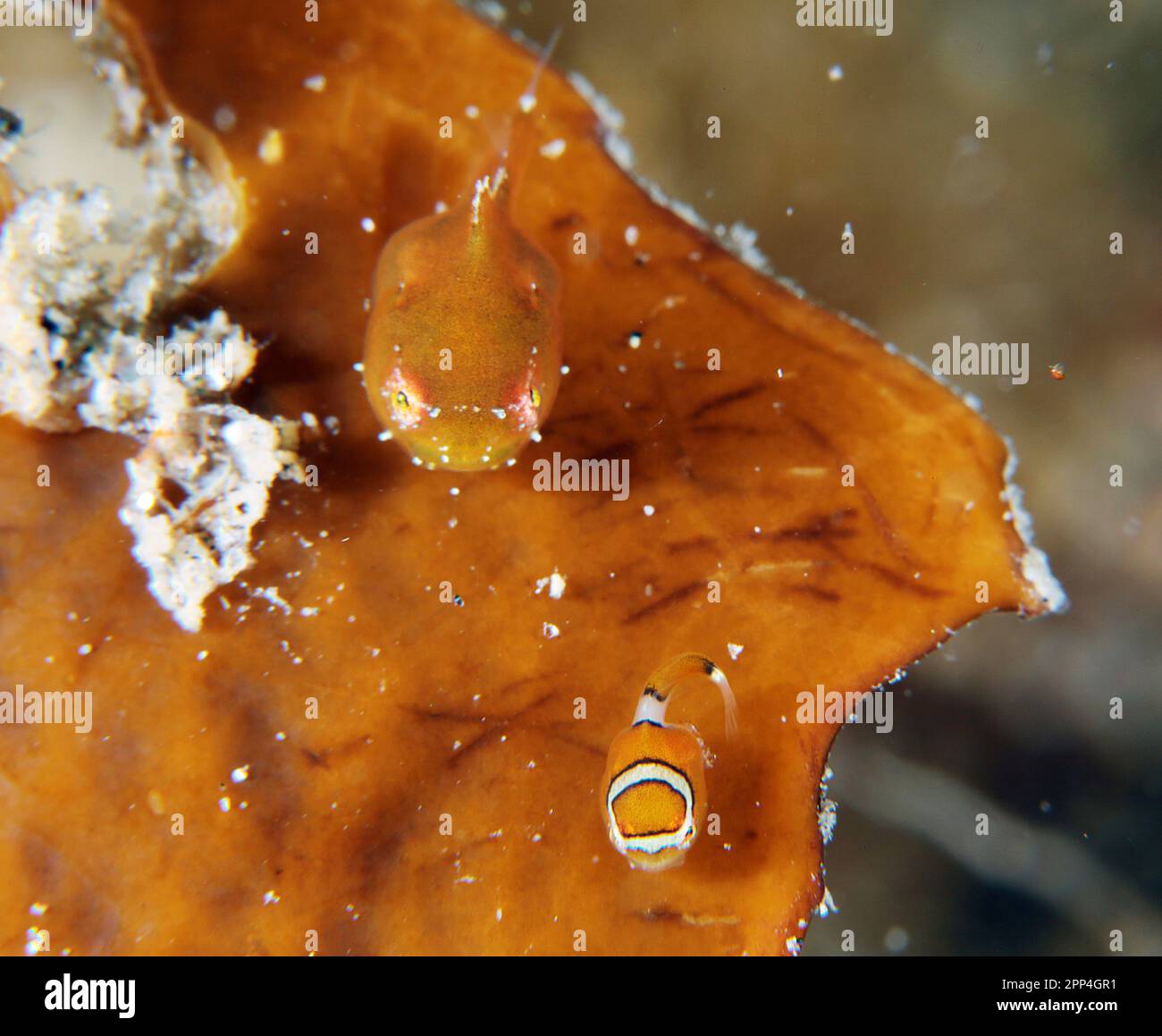 A baby lumpfish with white lines (front) is pictured in Iwami Town ...