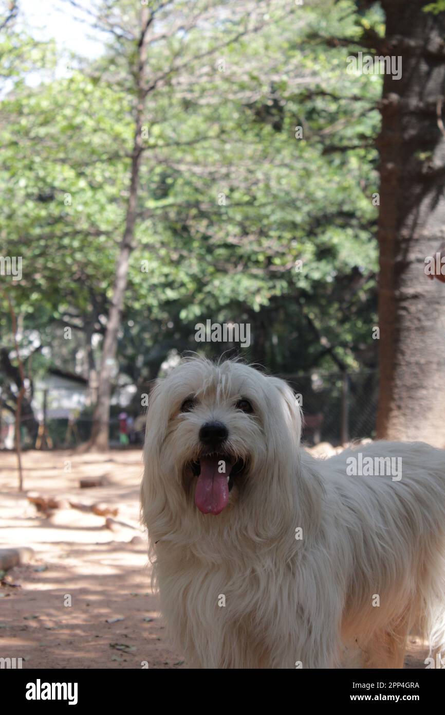 Pyrenean Shepherd different breeds dog long white fur Stock Photo - Alamy