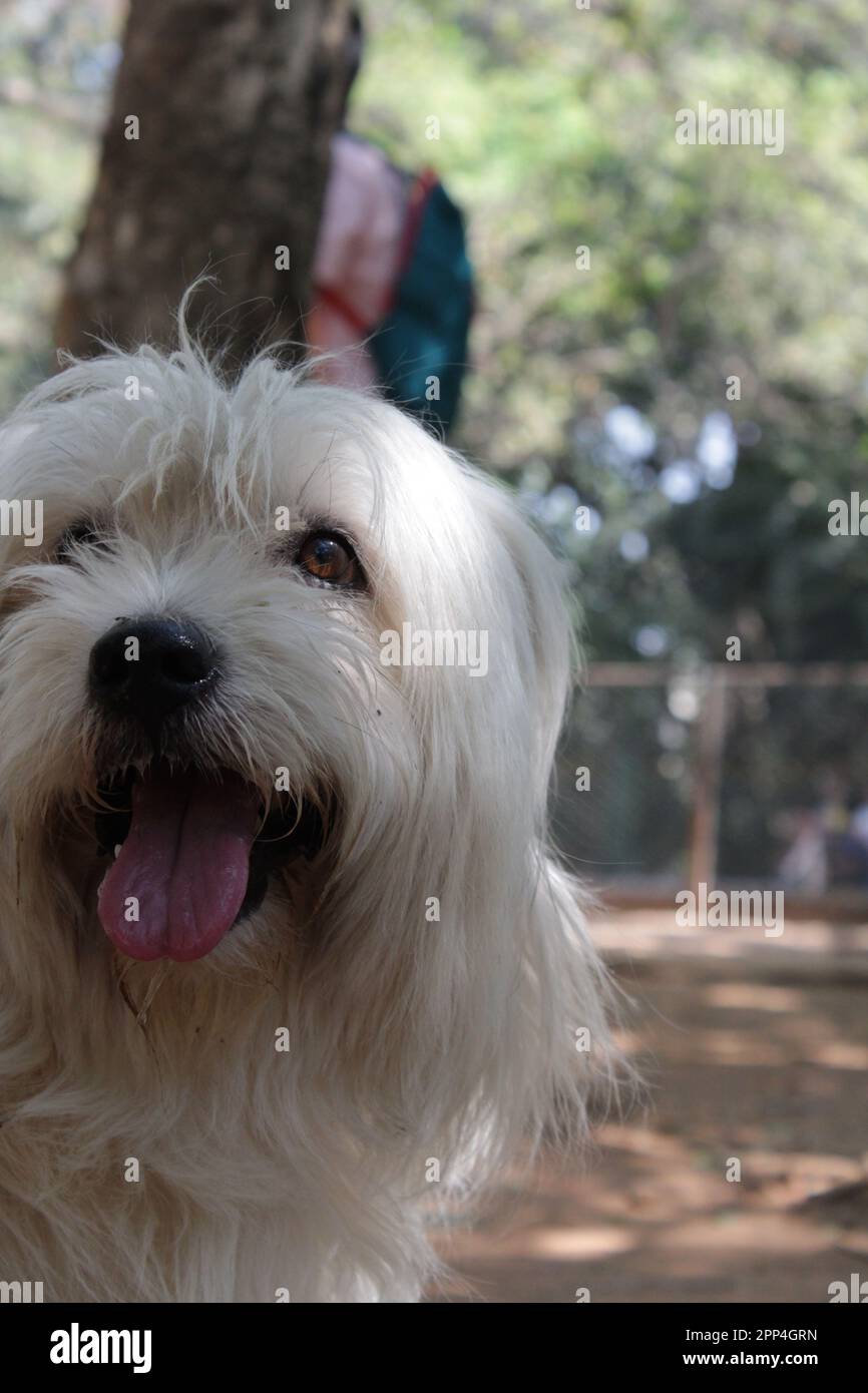 Pyrenean Shepherd different breeds dog long white fur Stock Photo - Alamy