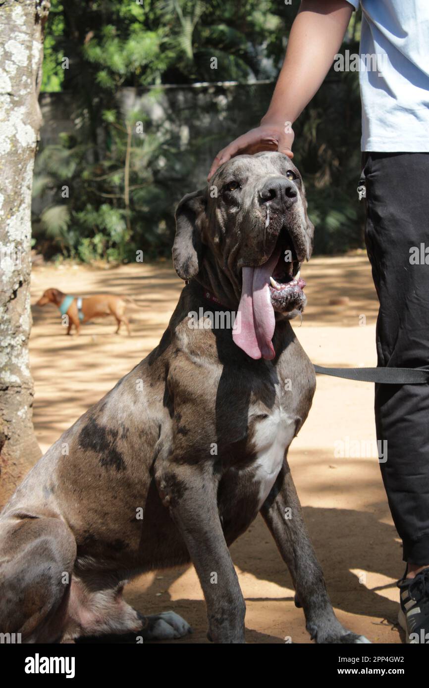 Great dane dog with tongue out in park with owner Stock Photo - Alamy