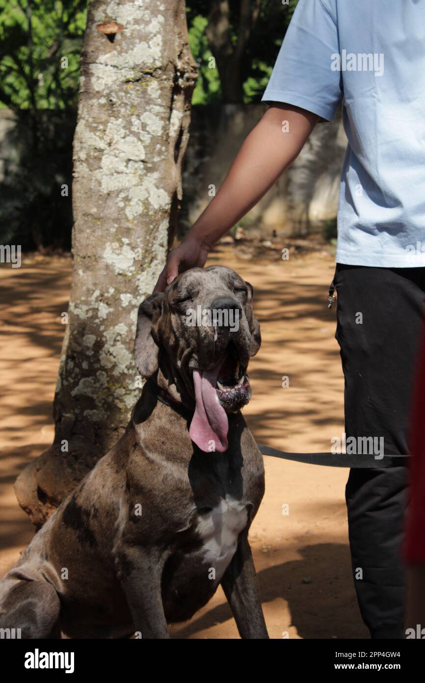 Great dane dog with tongue out in park with owner Stock Photo - Alamy