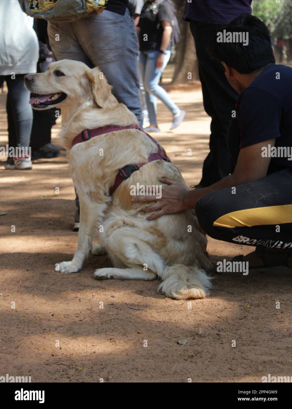 Labrador sitting in park with owner Stock Photo - Alamy