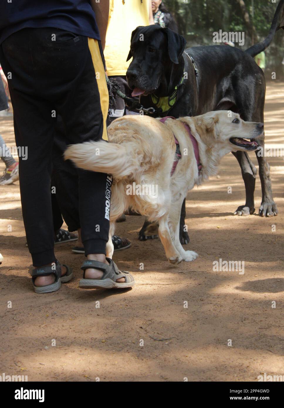 Labrador sitting in park with owner Stock Photo - Alamy