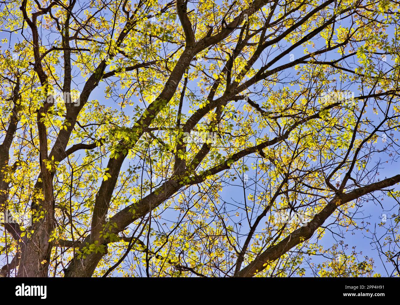 Giant oak tree with yellow leaves Stock Photo - Alamy