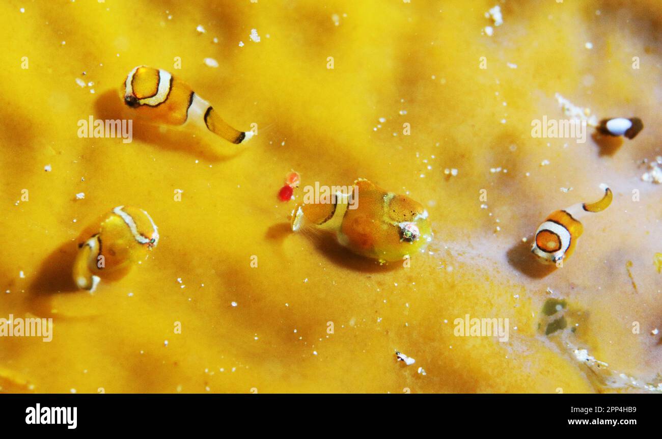 Baby lumpfish with white lines are pictured in Iwami Town, Tottori ...