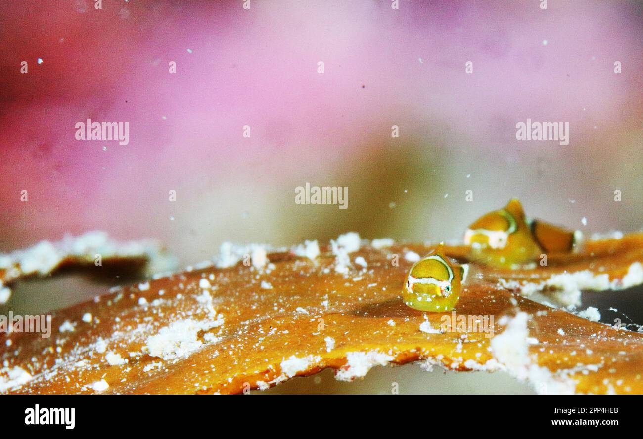 Baby lumpfish with white lines are pictured in Iwami Town, Tottori ...
