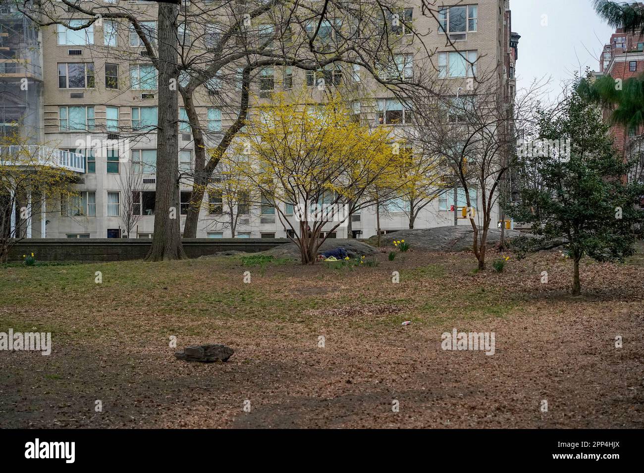 A homeless tramp sleeping in central park new york city under the rain ...