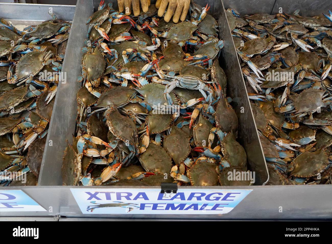 Fresh live crab at a seafood market in Washington, DC detail of Stock ...