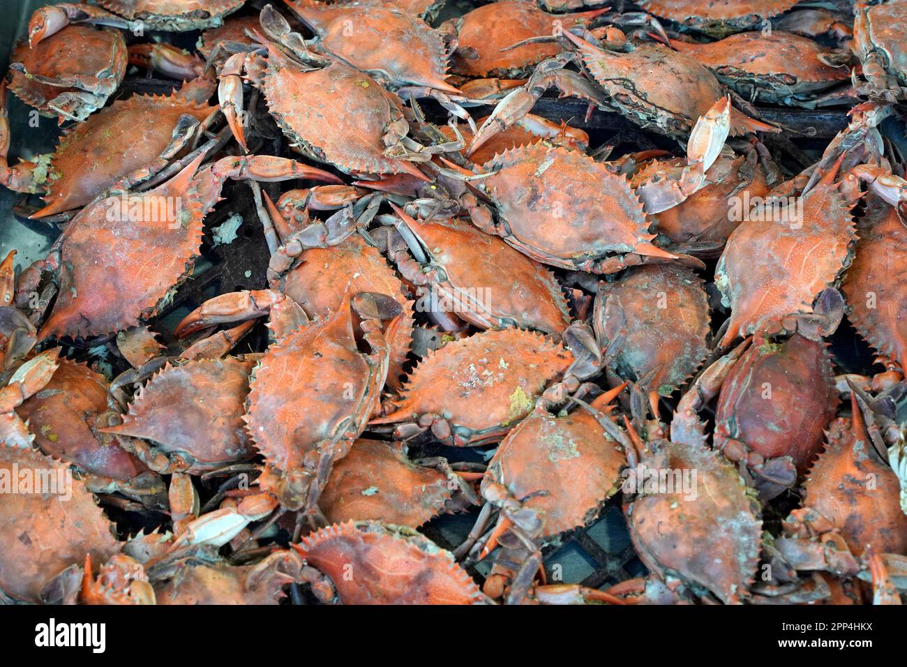 Fresh live crab at a seafood market in Washington, DC detail of Stock ...