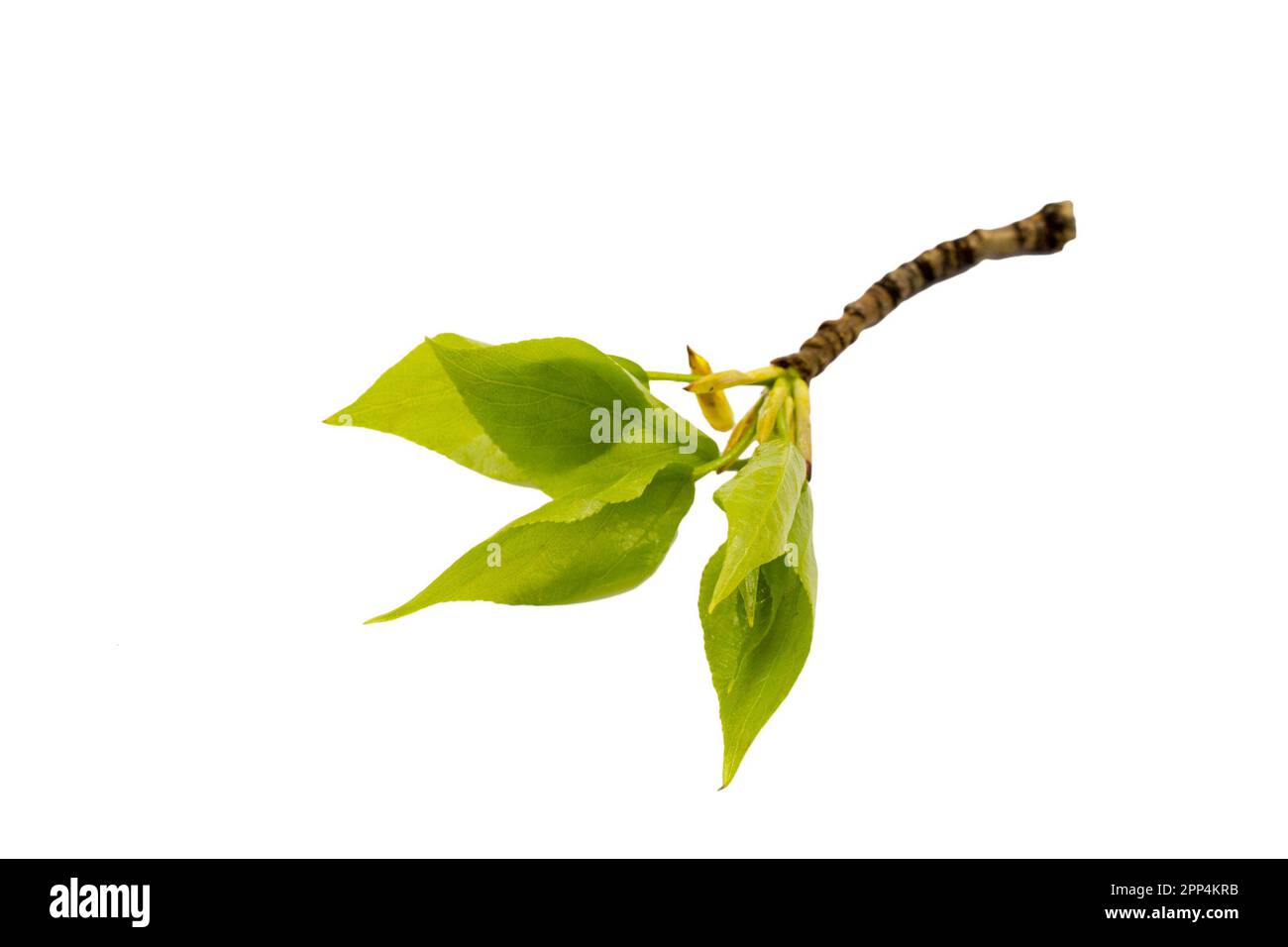 poplar tree branch with young leaves close up isolated on white ...