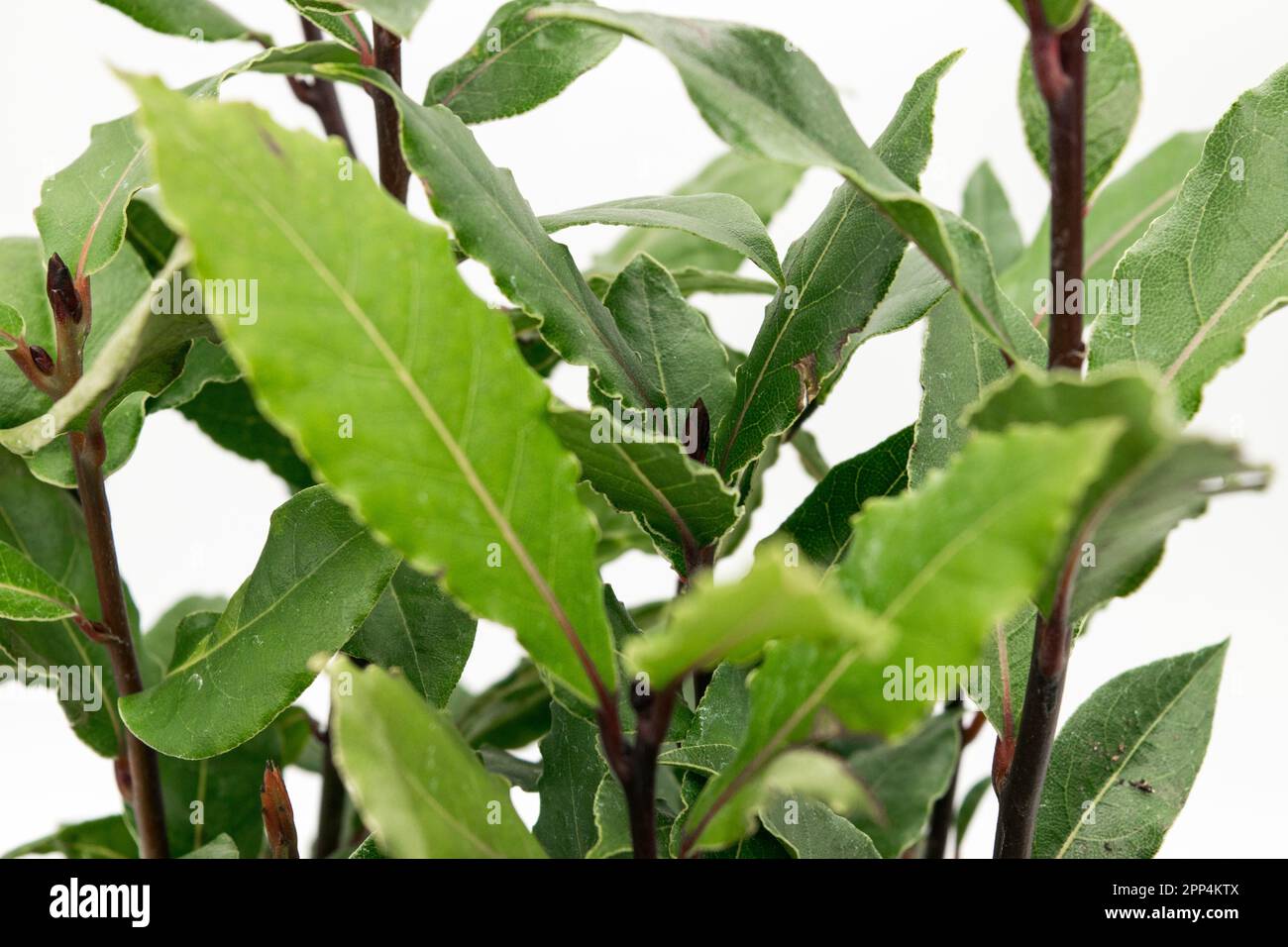 Close up view of the Laurel ,Laurus nobilis, plant on a white ...