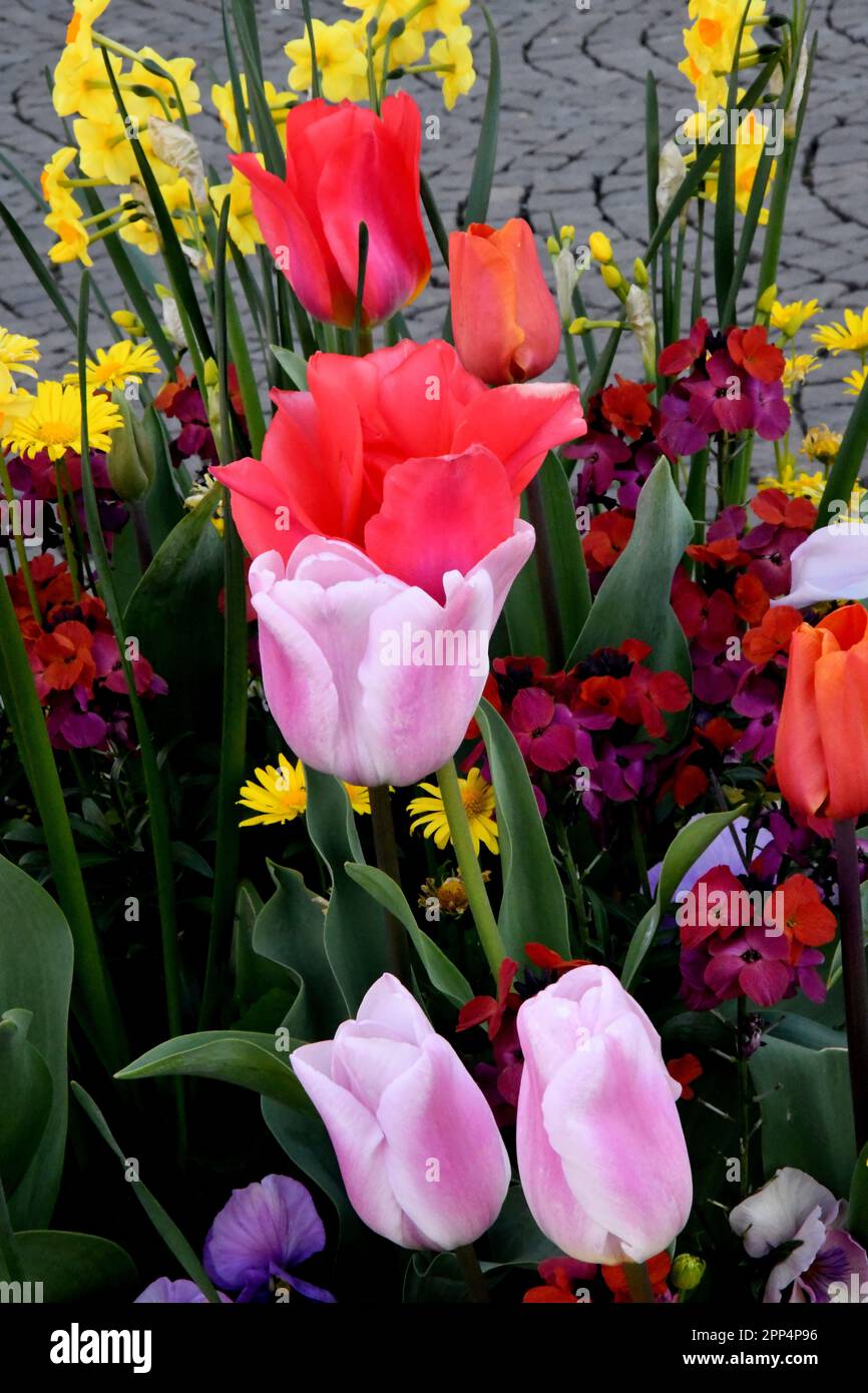 Copenhagen /Denmark/17 April 2023/ Tulip flowers and plants in danish ...
