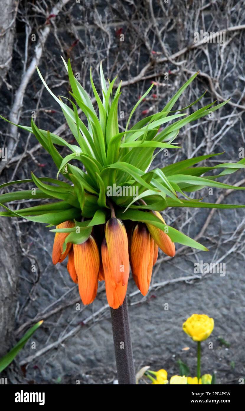 Copenhagen /Denmark/22 April 2023/ Kaiser's crown flowers and pants ...