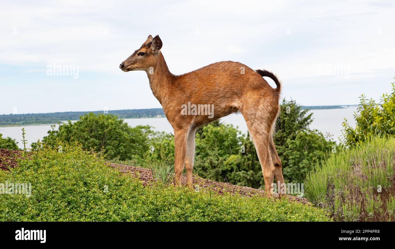 whitetail animal in the street. whitetail animal deer. whitetail animal ...