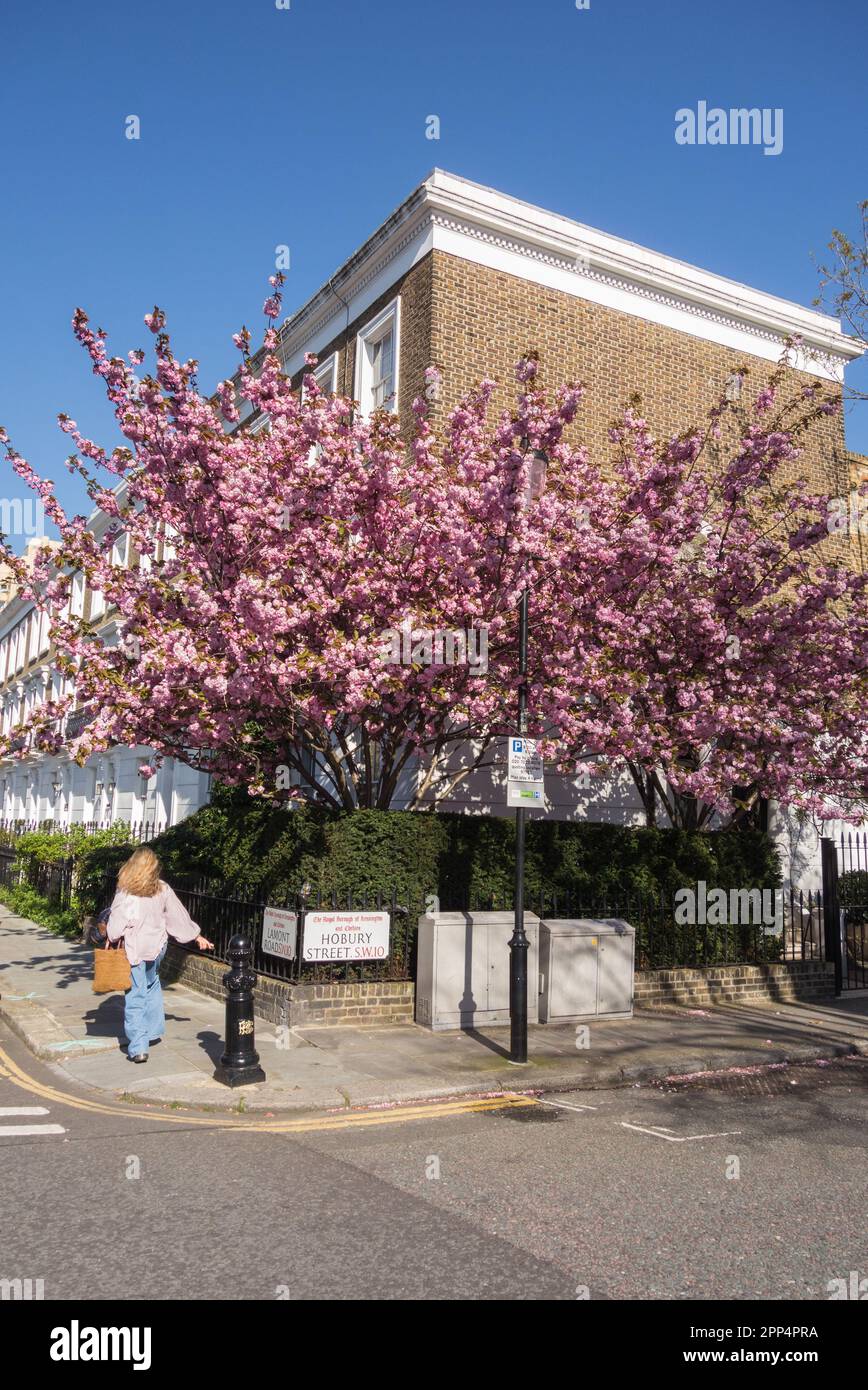 Chelsea residential trees uk hi-res stock photography and images - Alamy