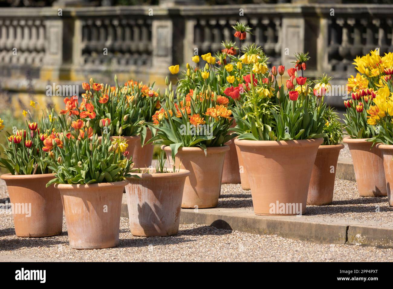 Many ceramic pots with bright spring flowers are arranged in a row ...