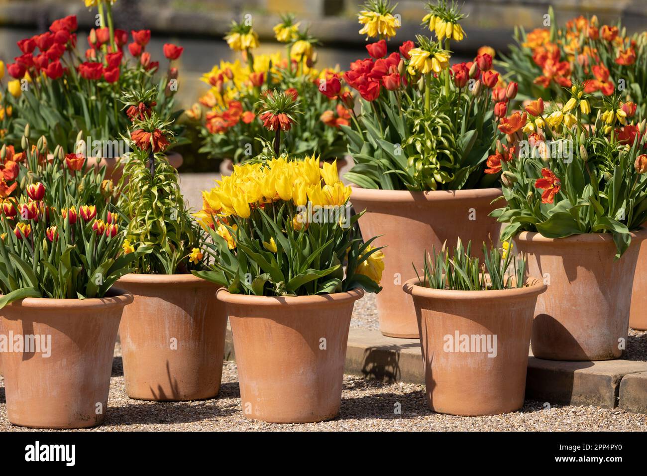 Many ceramic pots with bright spring flowers are arranged in a row ...