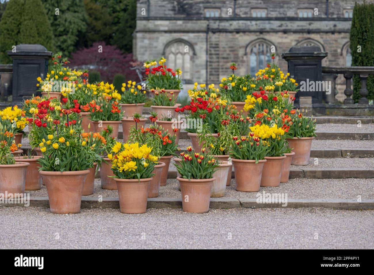 Many ceramic pots with bright spring flowers are arranged in a row ...