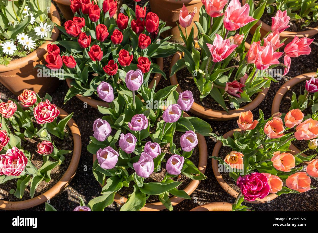 Potted Garden Spring Easter Tulips, terracotta pots, a riot of colour ...