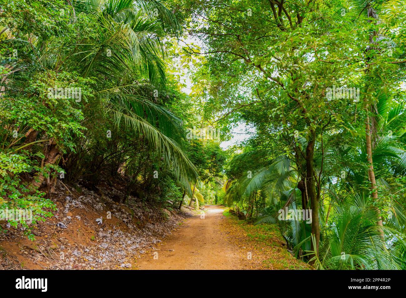 tropical jungle nature vegetation with path among trees. green forest ...