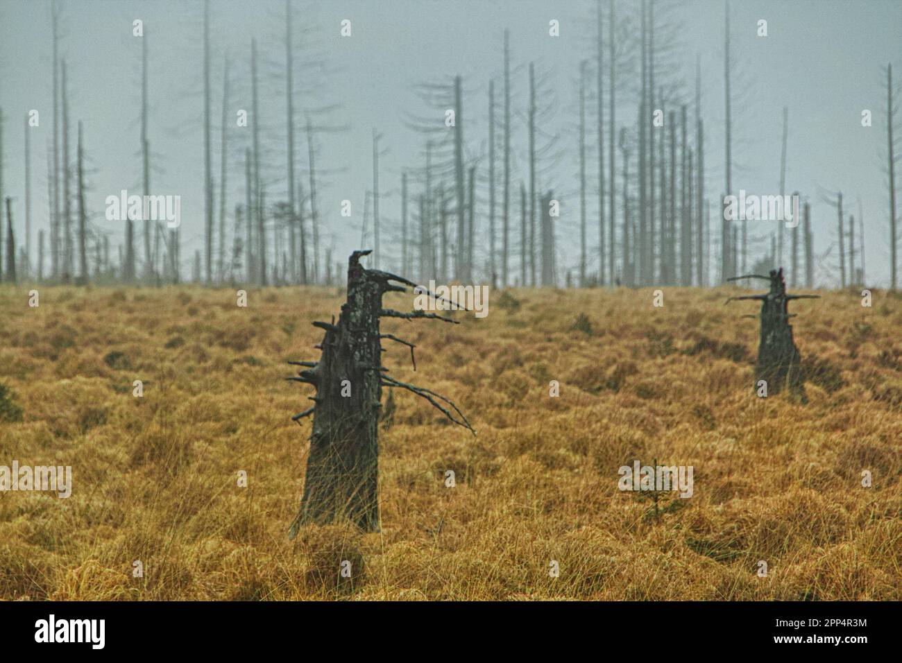 Noir Flohay, High Fens nature park, Belgium in fog Stock Photo - Alamy