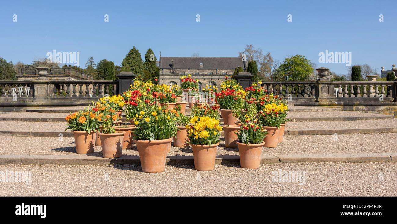 Potted Garden Spring Easter Tulips, terracotta pots, a riot of colour ...