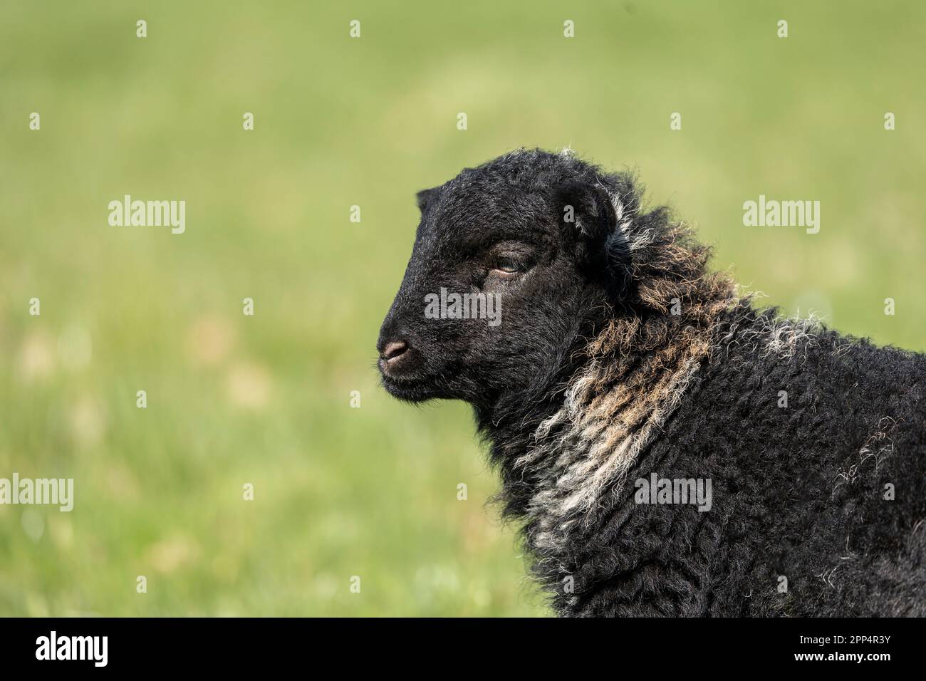 Cute Baby Black Sheep