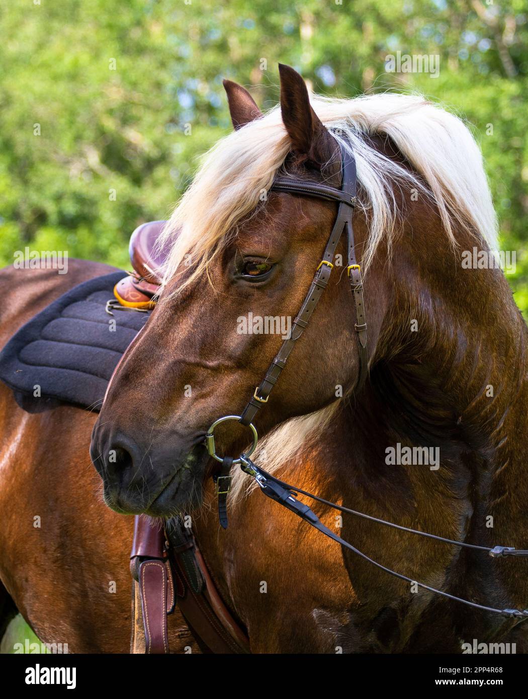 Portrait of a beautiful Black Forest Horse with snaffle and saddle ...