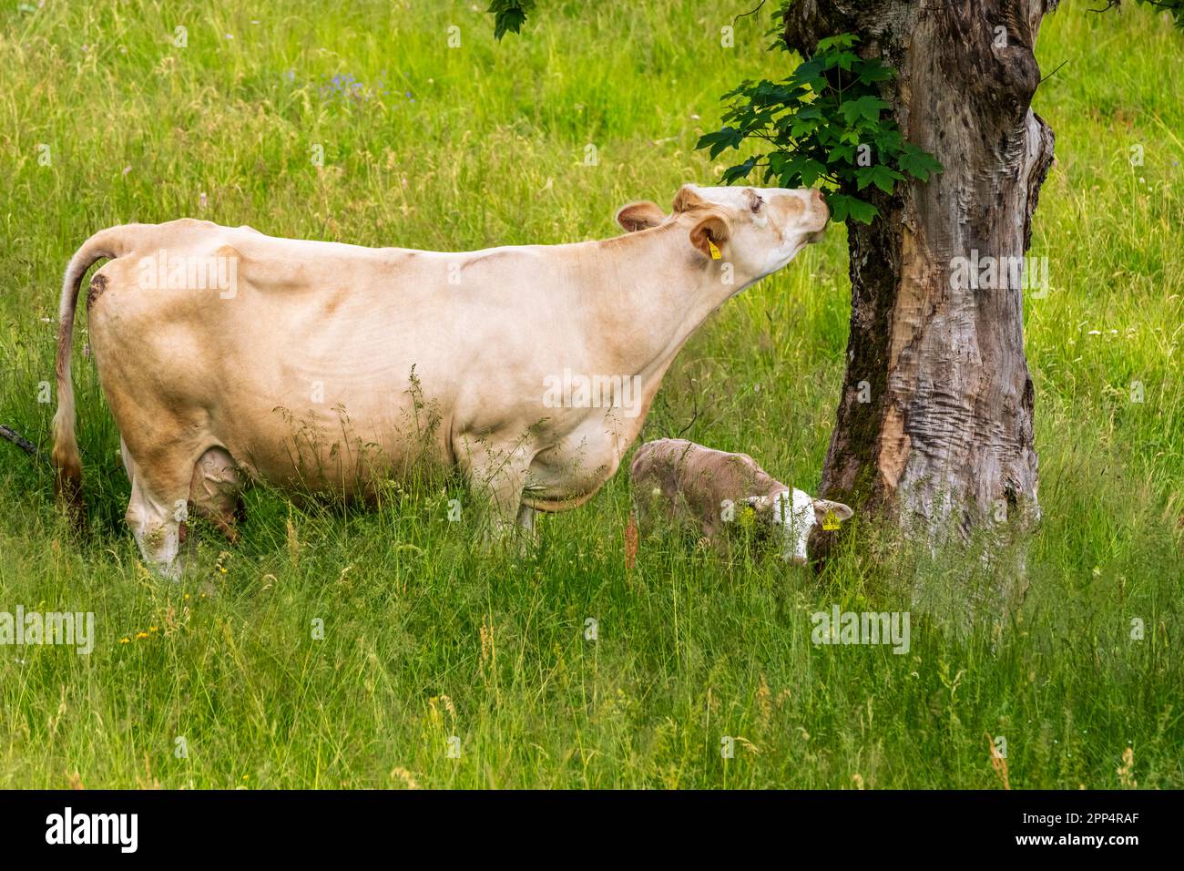 A cow and her baby calf standing in a flowery meadow. The cow is ...