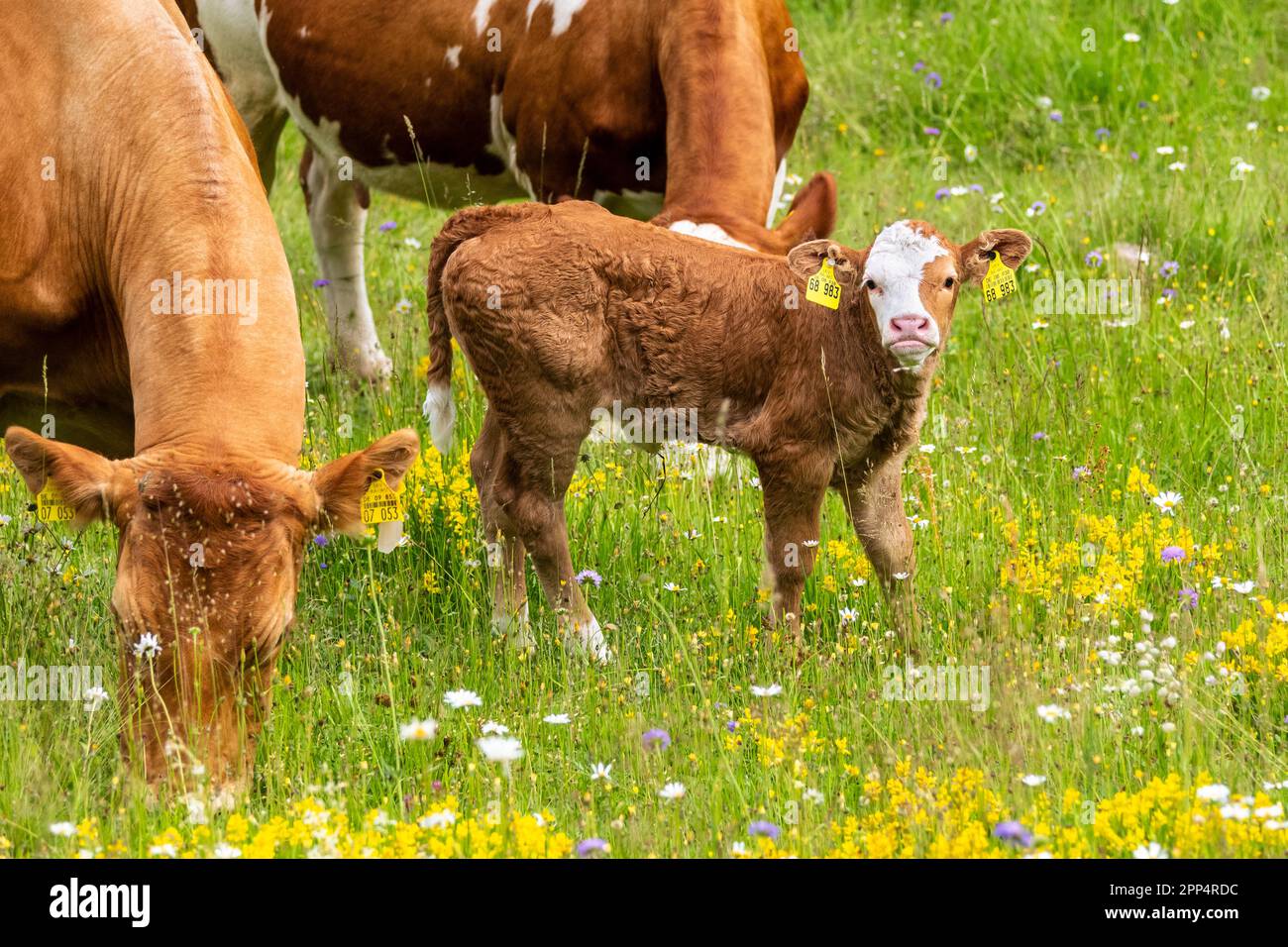 Two cows of different colors and a cute young calf standing in a ...