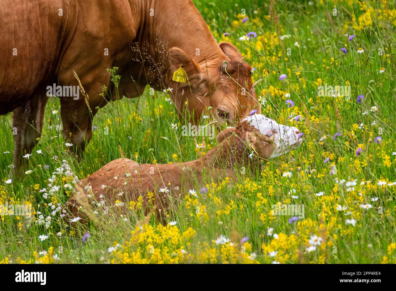 A cute young calf lying in a flowery meadow, it's mother behind it ...