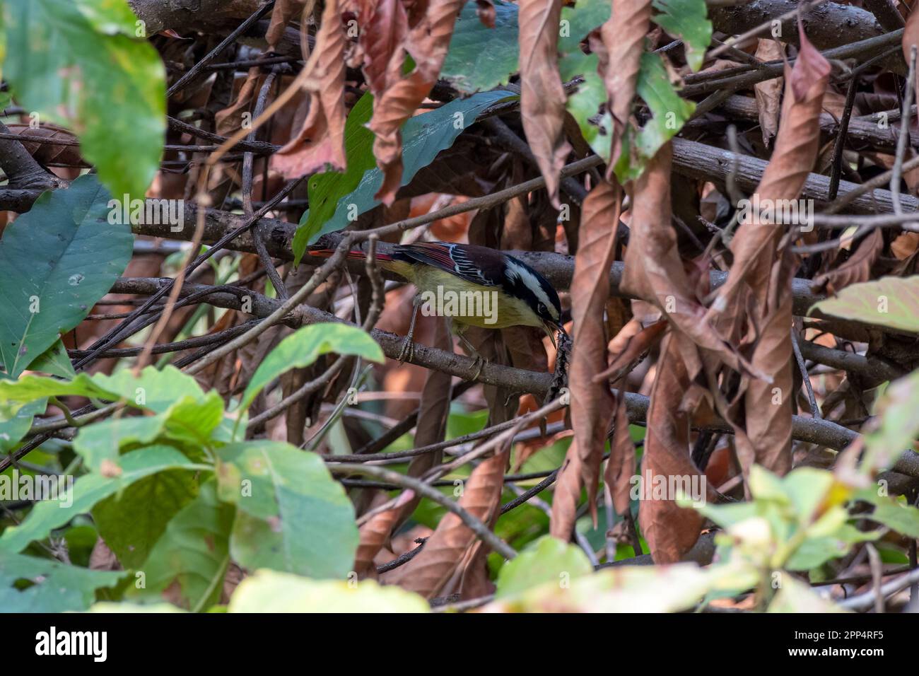 Ignotincta hi-res stock photography and images - Alamy