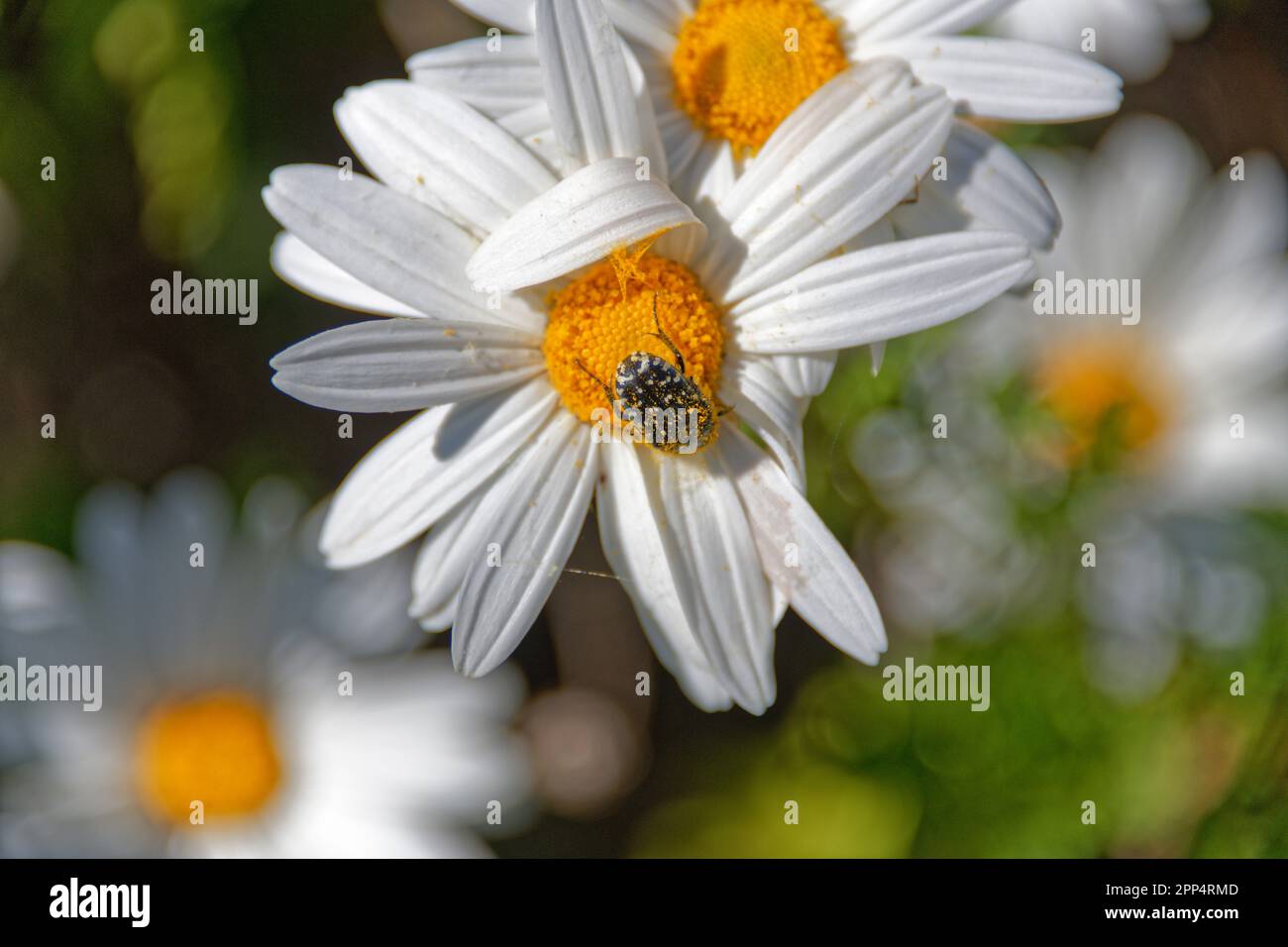 insecte butinant la marguerite au printemps Stock Photo - Alamy
