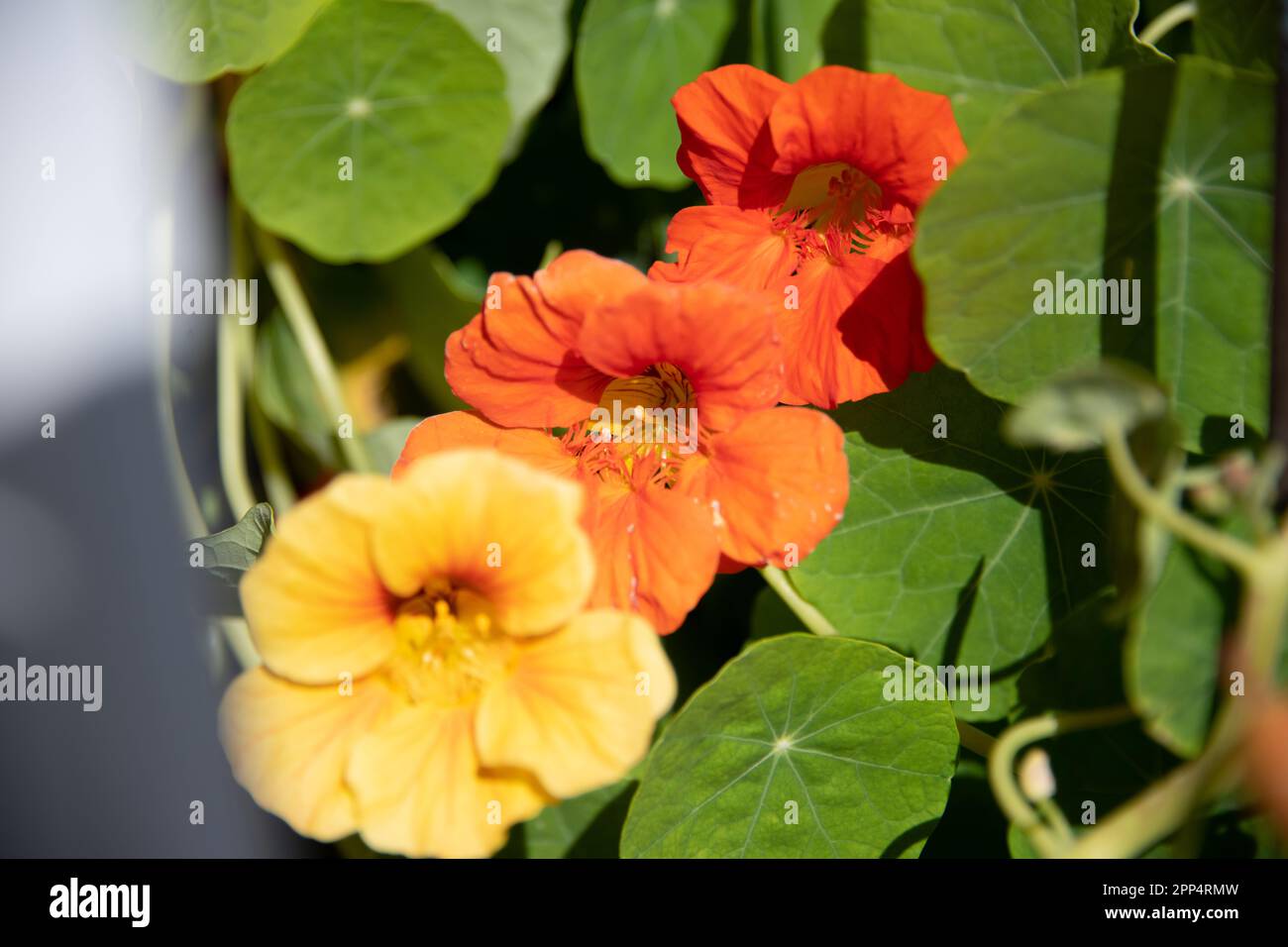 Trois couleur hi-res stock photography and images - Alamy