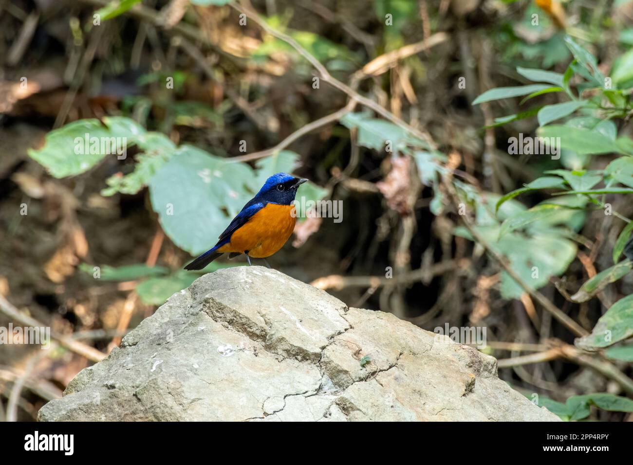 Rufous-bellied niltava or Niltava sundara observed in Rongtong in West ...
