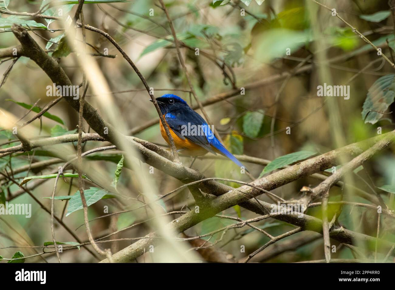 Rufous-bellied niltava or Niltava sundara observed in Rongtong in West ...