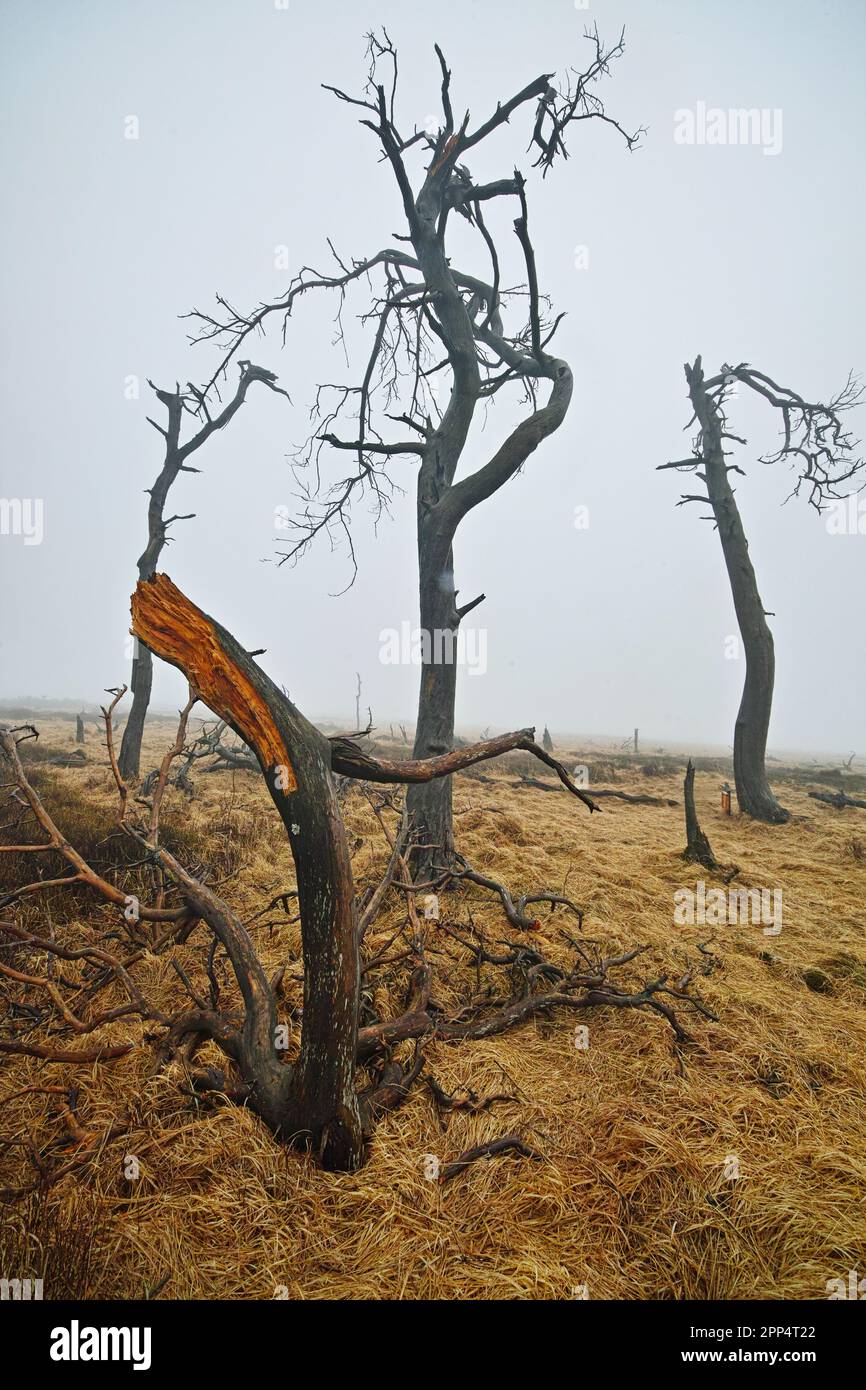 Noir Flohay, High Fens nature park, Belgium in fog Stock Photo - Alamy