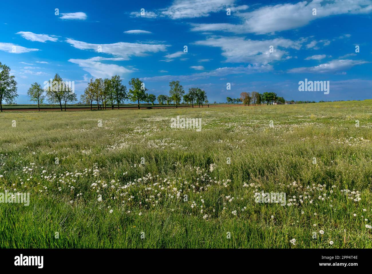 Spring meadows with tender grass and dandelion puffs with trees on ...