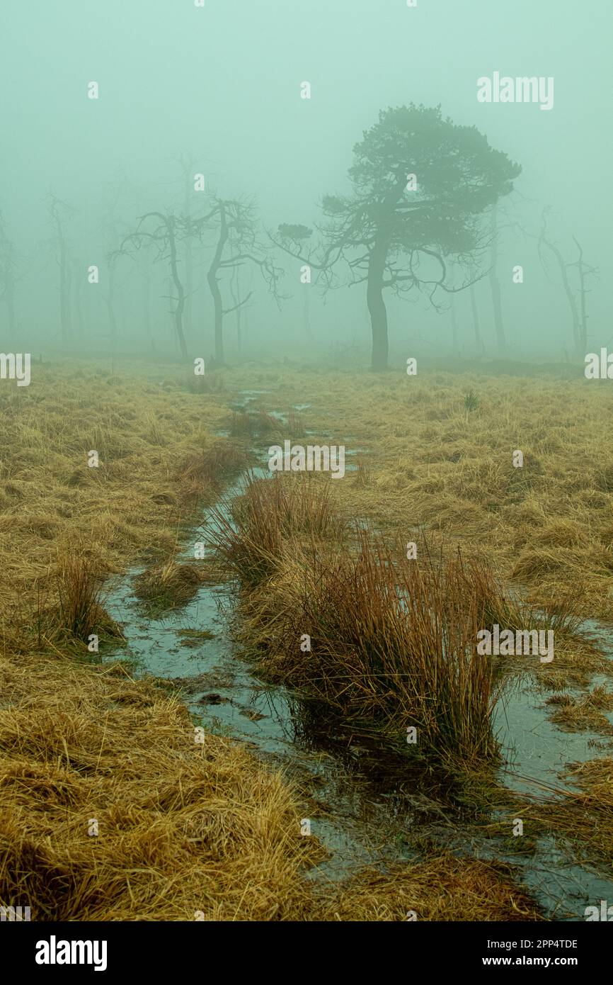 Noir Flohay, High Fens nature park, Belgium in fog Stock Photo - Alamy