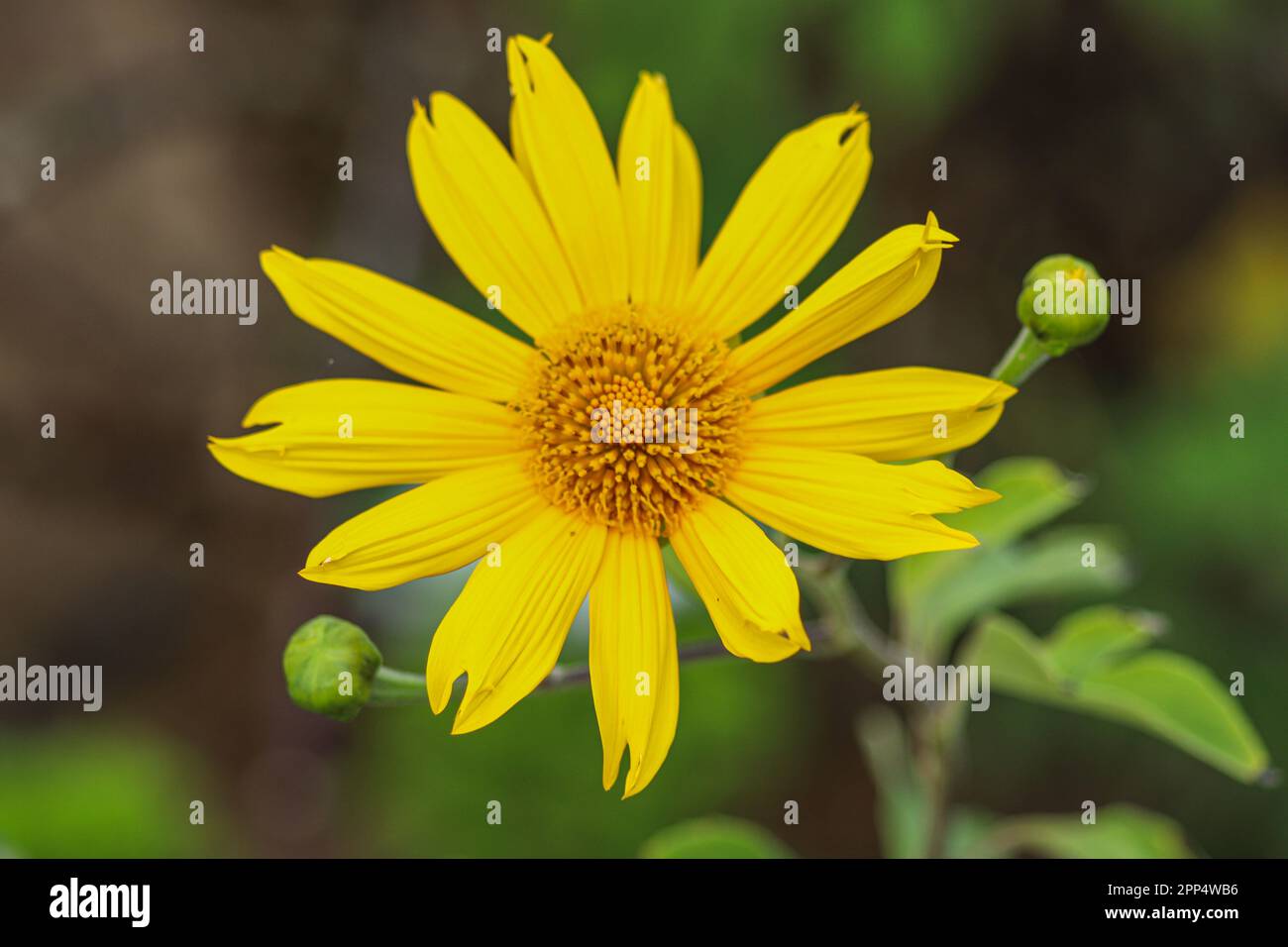 Mexican sunflower weed (Tithonia diversifolia Stock Photo - Alamy