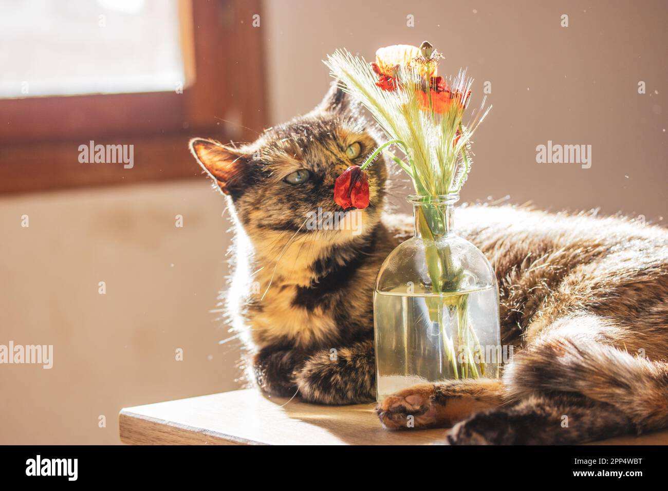Portrait of a domestic Turtle cat snuffing red poppy flowers, poppies ...