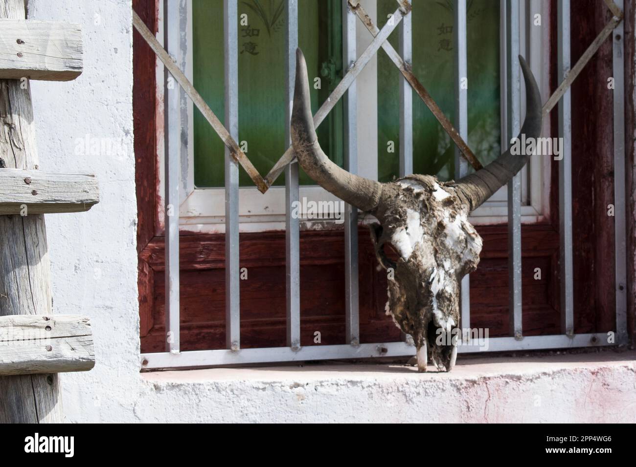 A yak skull rests on the window bars of a house near the town of Tagong ...