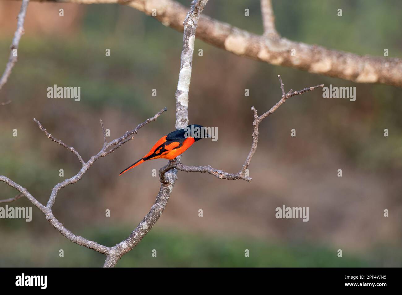 Scarlet minivet india hi-res stock photography and images - Alamy