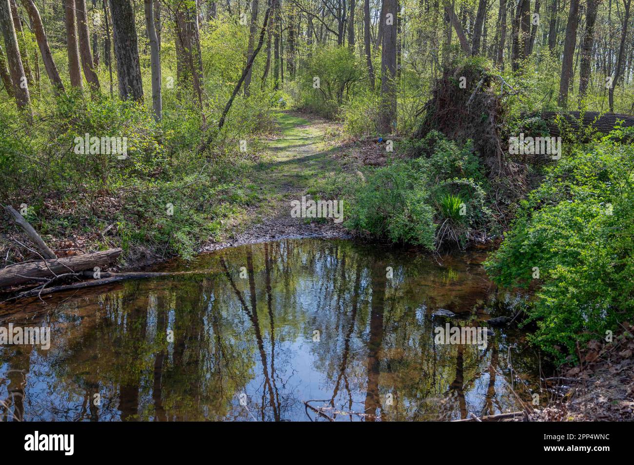 Idyllic pond at the end of a woodland hiking trail reflected trees ...